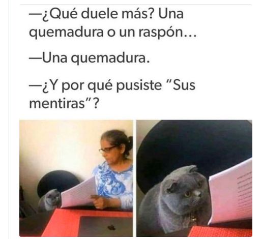 Conozca el origen sobre el meme del gato regañado - Cactus24