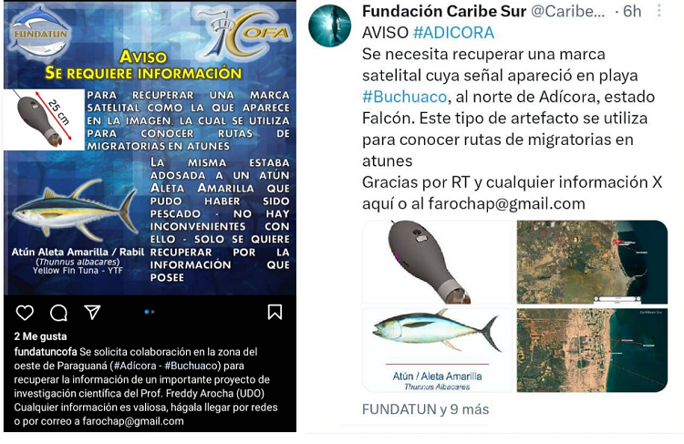 Investigación científica paralizada por atún con dispositivo satelital ...