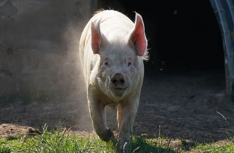 Cirujanos realizan el primer trasplante de hígado de cerdo a humano ...