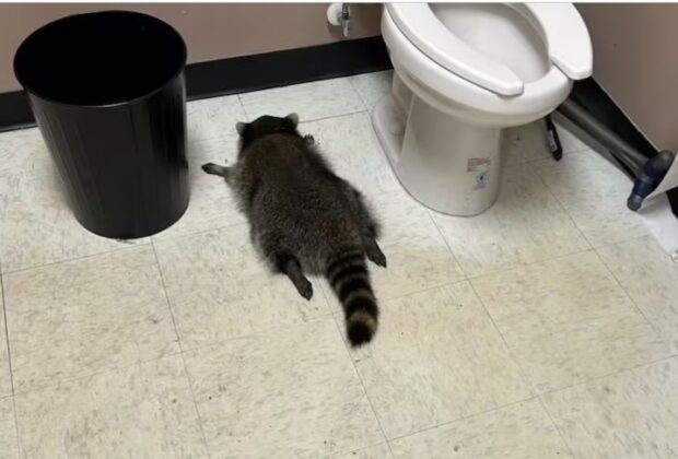 Mapache entró a una licorería y terminó borracho desmayado en el baño ...